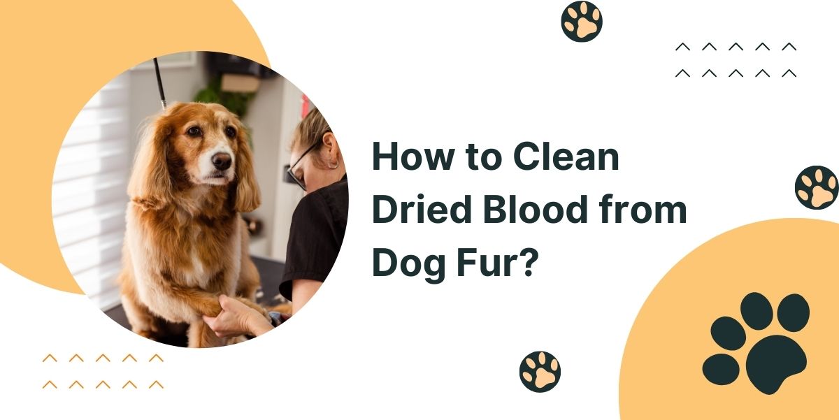 How to Clean Dried Blood from Dog Fur? - WoofTroop