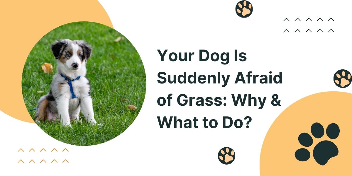 Your Dog Is Suddenly Afraid of Grass: Why & What to Do?