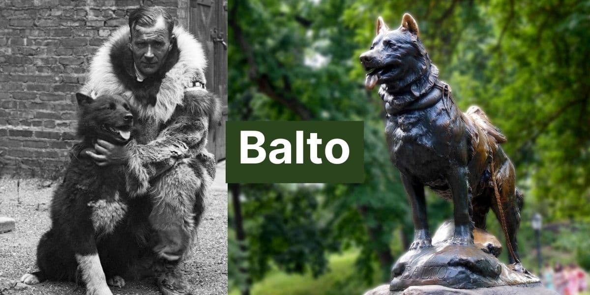 Balto: The Brave Sled Dog Who Saved a Town