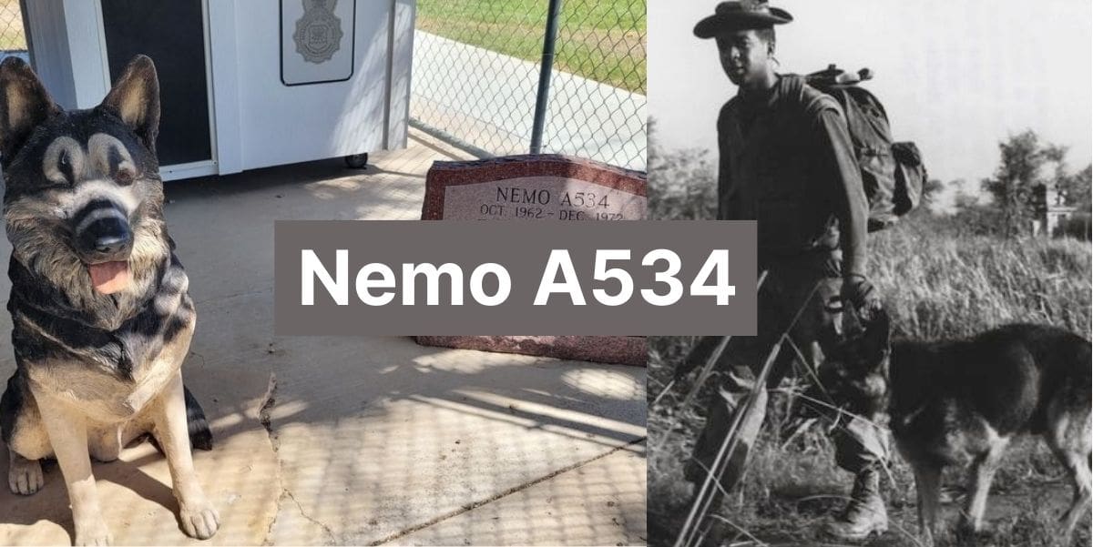 Nemo A534: A German Shepherd Hero of the Vietnam War