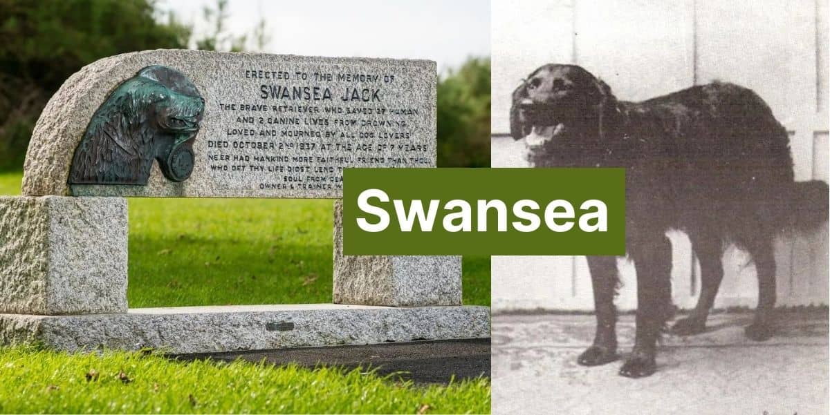 Swansea Jack: the heroic lifesaving dog of Swansea - WoofTroop