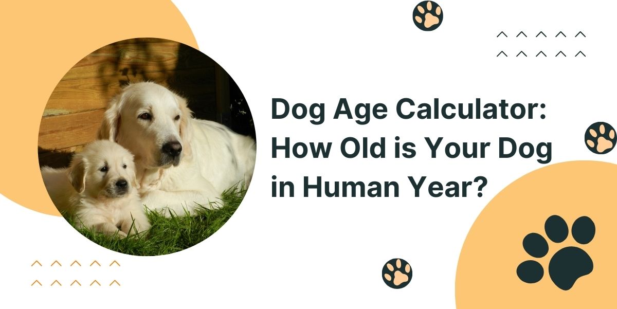 Dog Age Calculator: How Old is Your Dog in Human Year? - WoofTroop