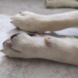 How Many Toes Does A Dog Have? - WoofTroop